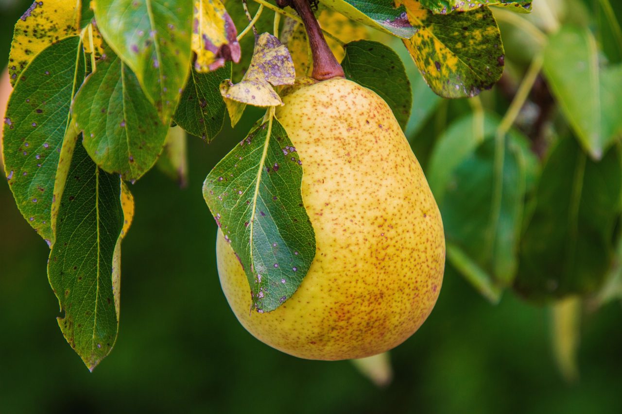 LA POIRE, POURQUOI C’EST BON ? • Naturellement